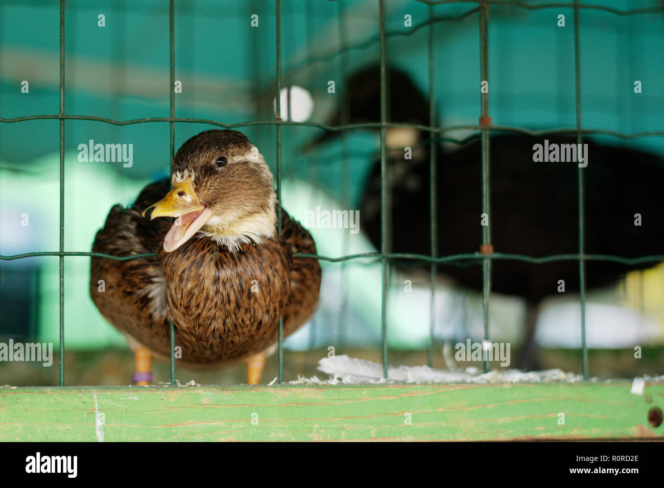 Field cage hi-res stock photography and images - Alamy