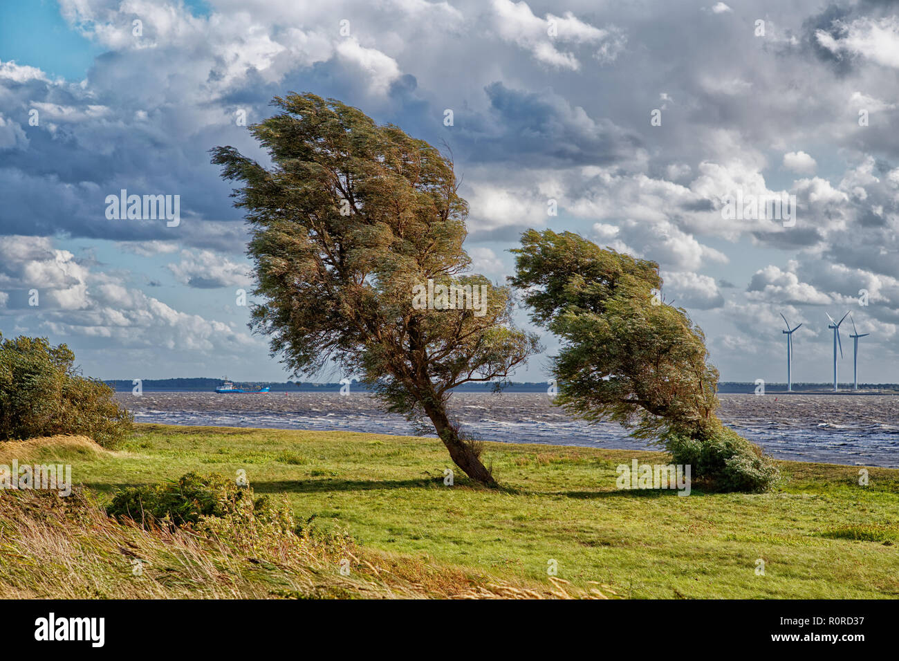 Leaning trees hi-res stock photography and images - Alamy