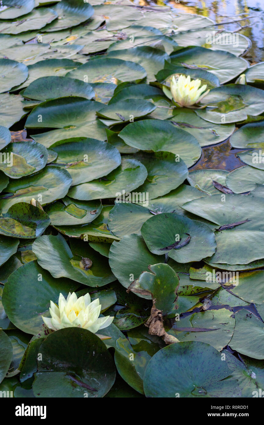 Nymphaceae are a family of angiosperms of the order Nymphaeales Stock ...