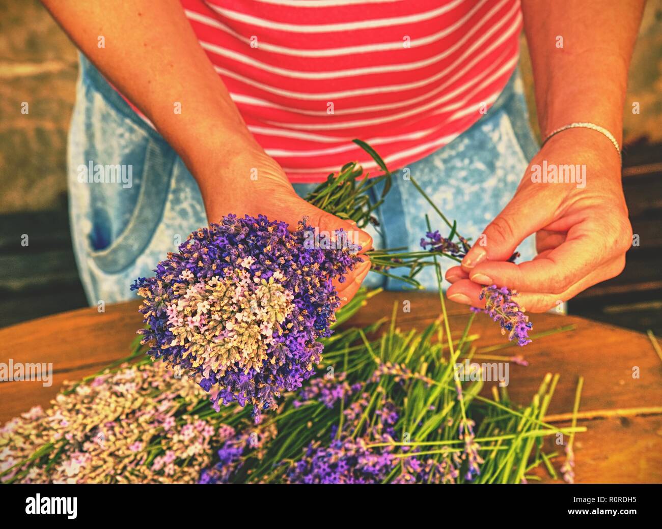 Female hands hold bunch of freshly harvested lavender. Preparing of ...