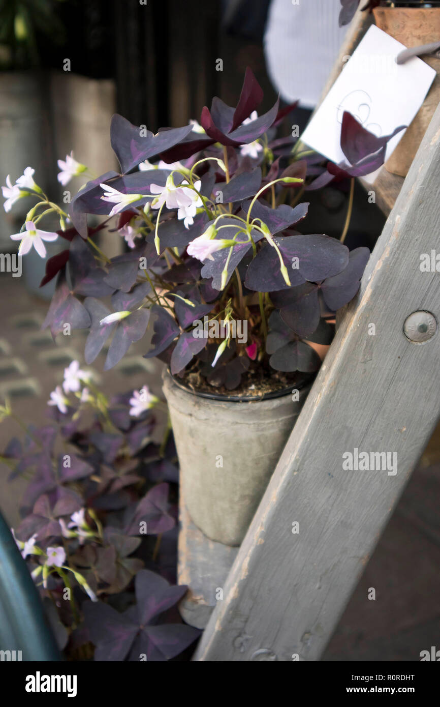 Oxalis triangularis pot plant hi-res stock photography and images - Alamy
