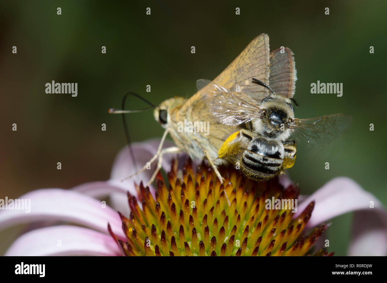 Crossline Skipper, Limochores origenes, male and approaching long ...