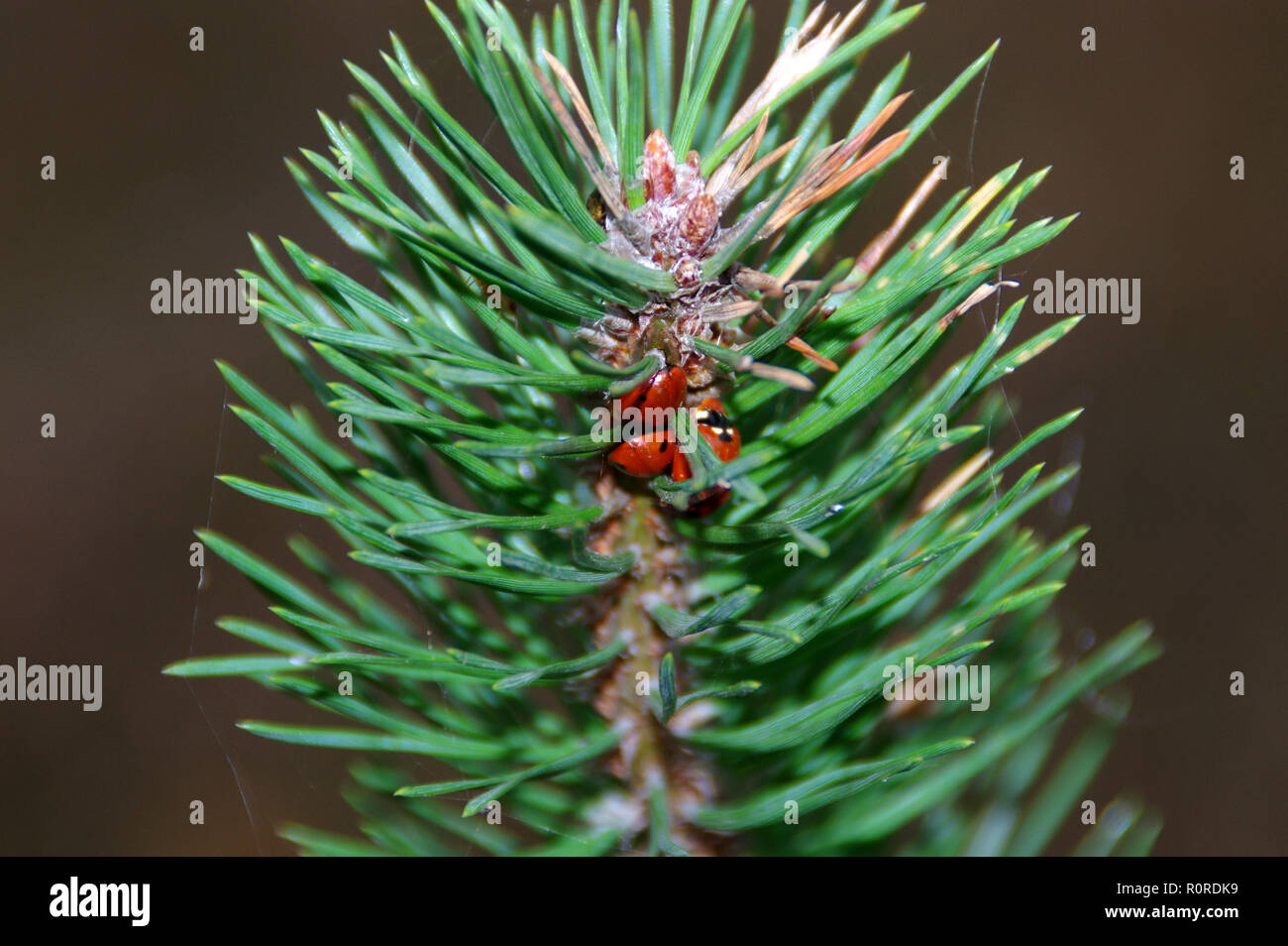 Overwinter ladybug hi-res stock photography and images - Alamy