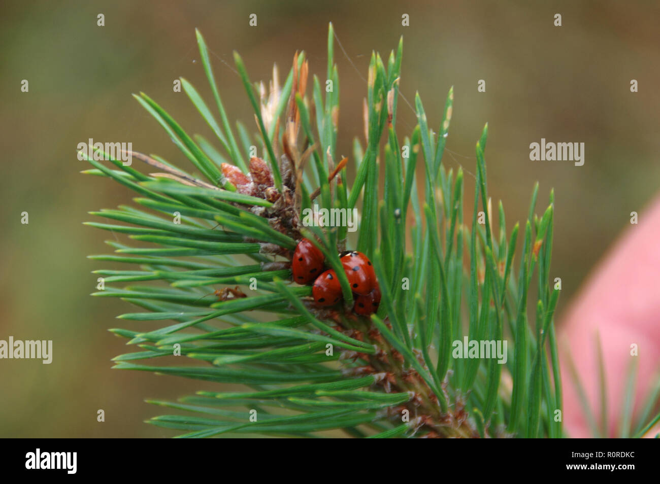 Overwinter ladybug hi-res stock photography and images - Alamy