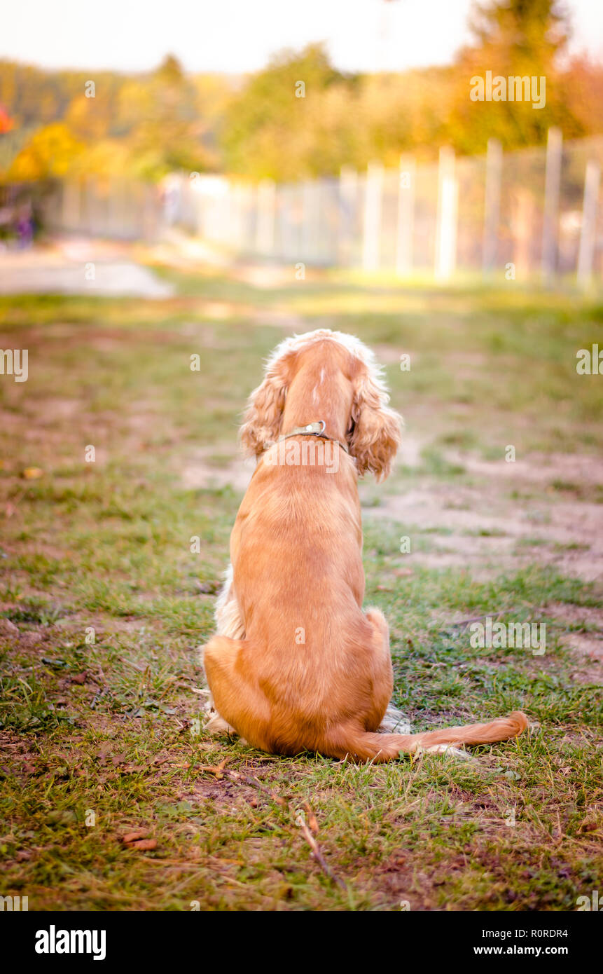 cute dog sitting alone waiting for his owner Stock Photo - Alamy