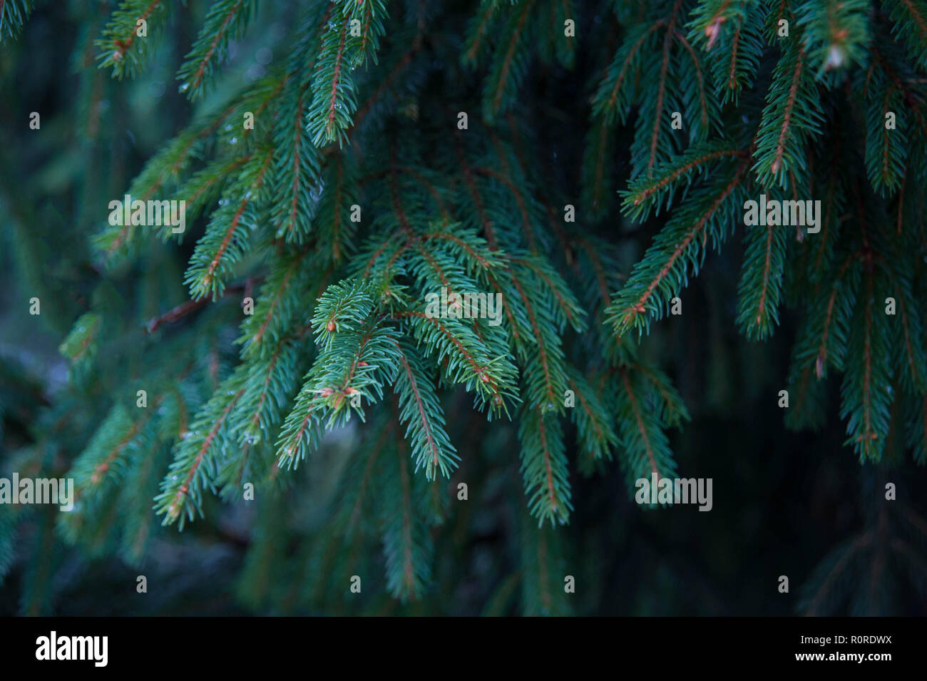 Furry spruce branch hi-res stock photography and images - Alamy