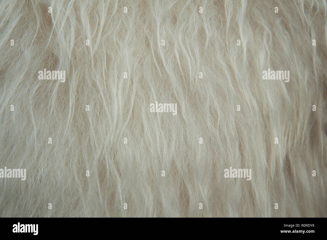 White soft sheep wool texture background. Fluffy fur Stock Photo - Alamy