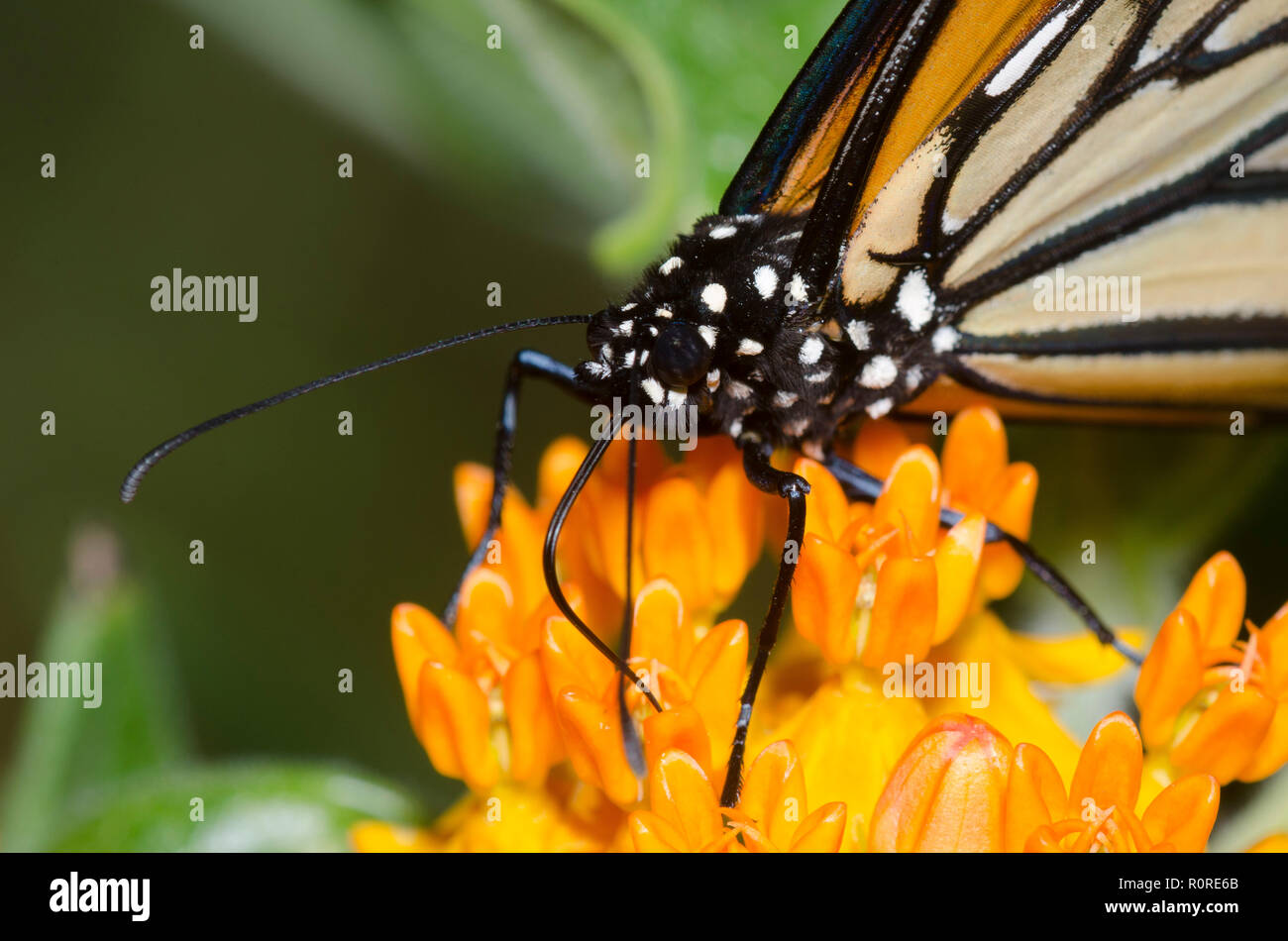 Proboscis monarch butterfly hi-res stock photography and images - Alamy