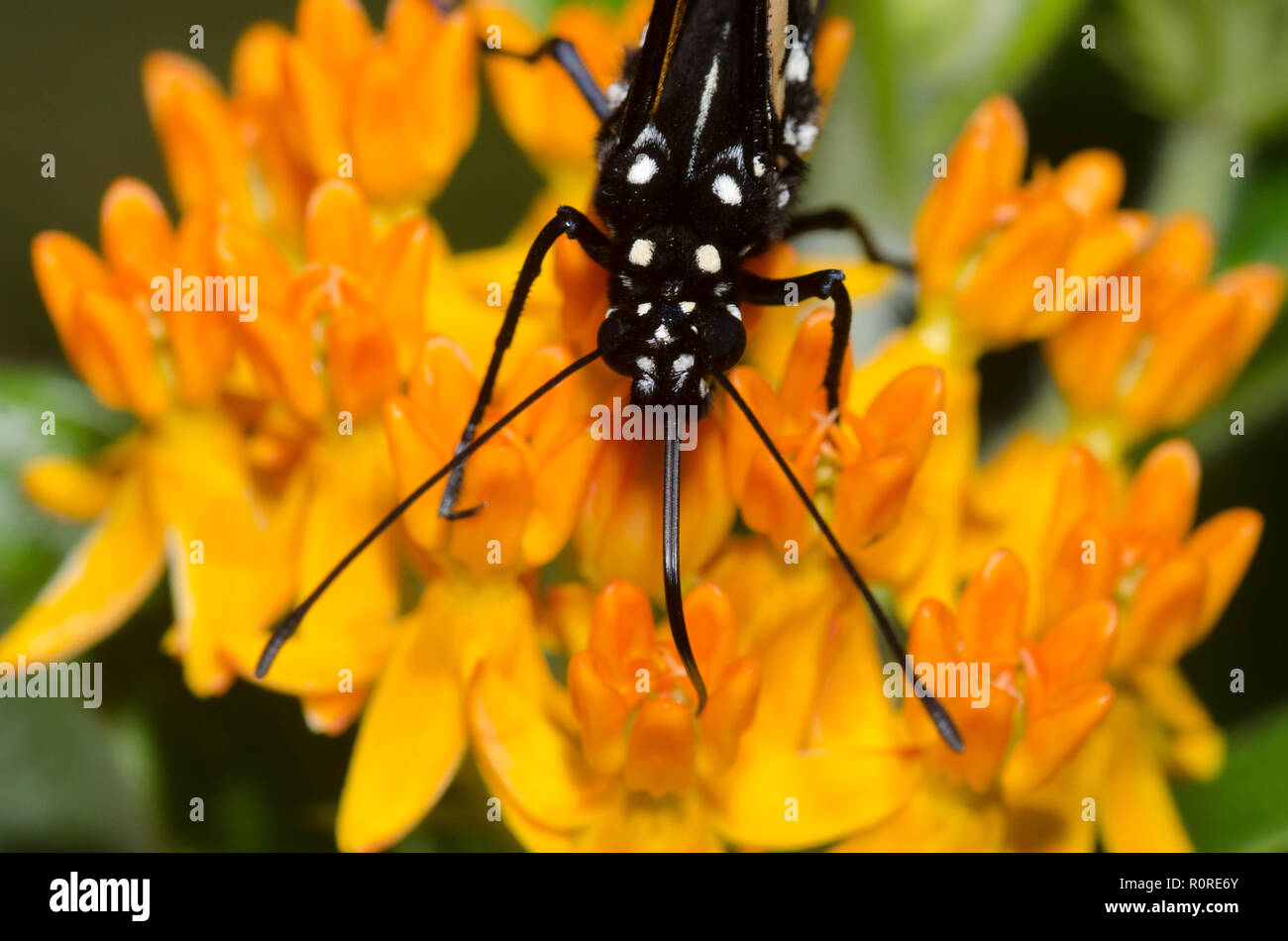 Proboscis monarch butterfly hi-res stock photography and images - Alamy