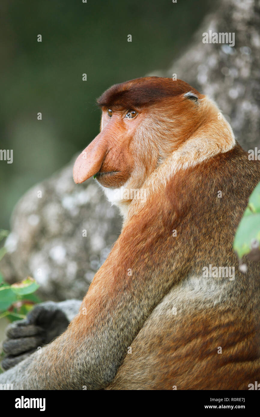 Proboscis monkey (Nasalis larvatus), Bako National Park, Sarawak ...