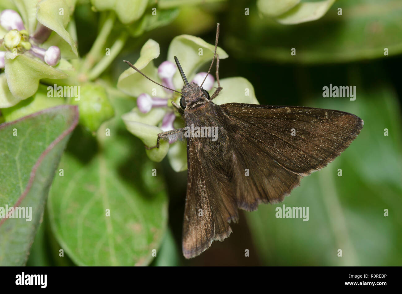 Northern Cloudywing, Cecropterus pylades, male on green milkweed ...