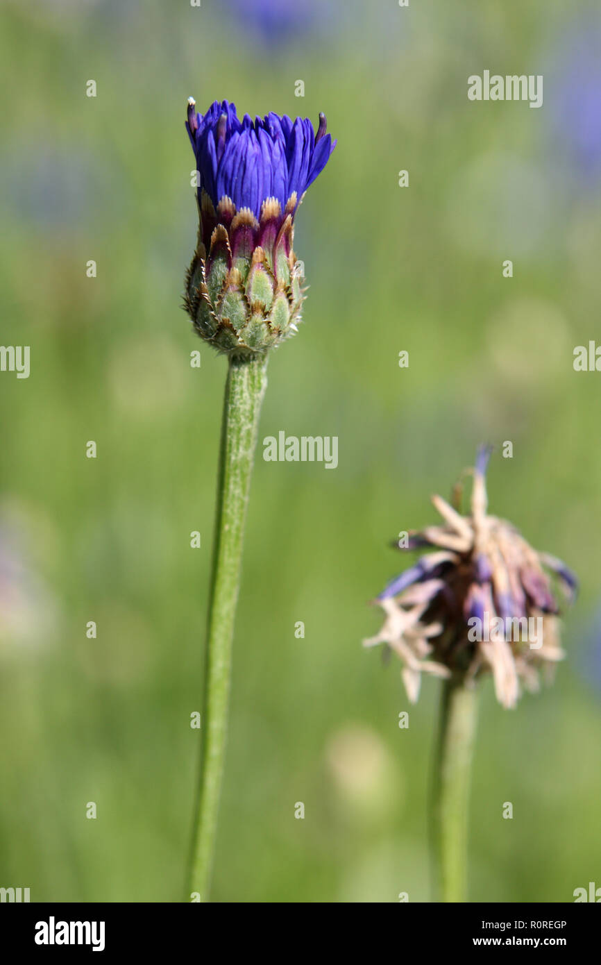 Bachelor button flower hi-res stock photography and images - Alamy