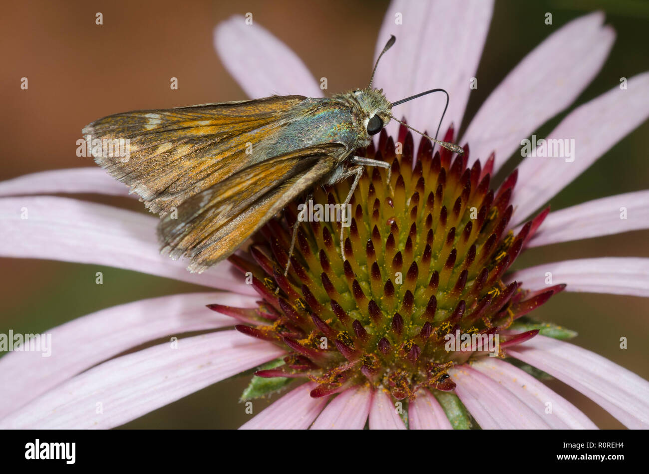 Green Skipper, Hesperia viridis, female on purple coneflower, Echinacea ...