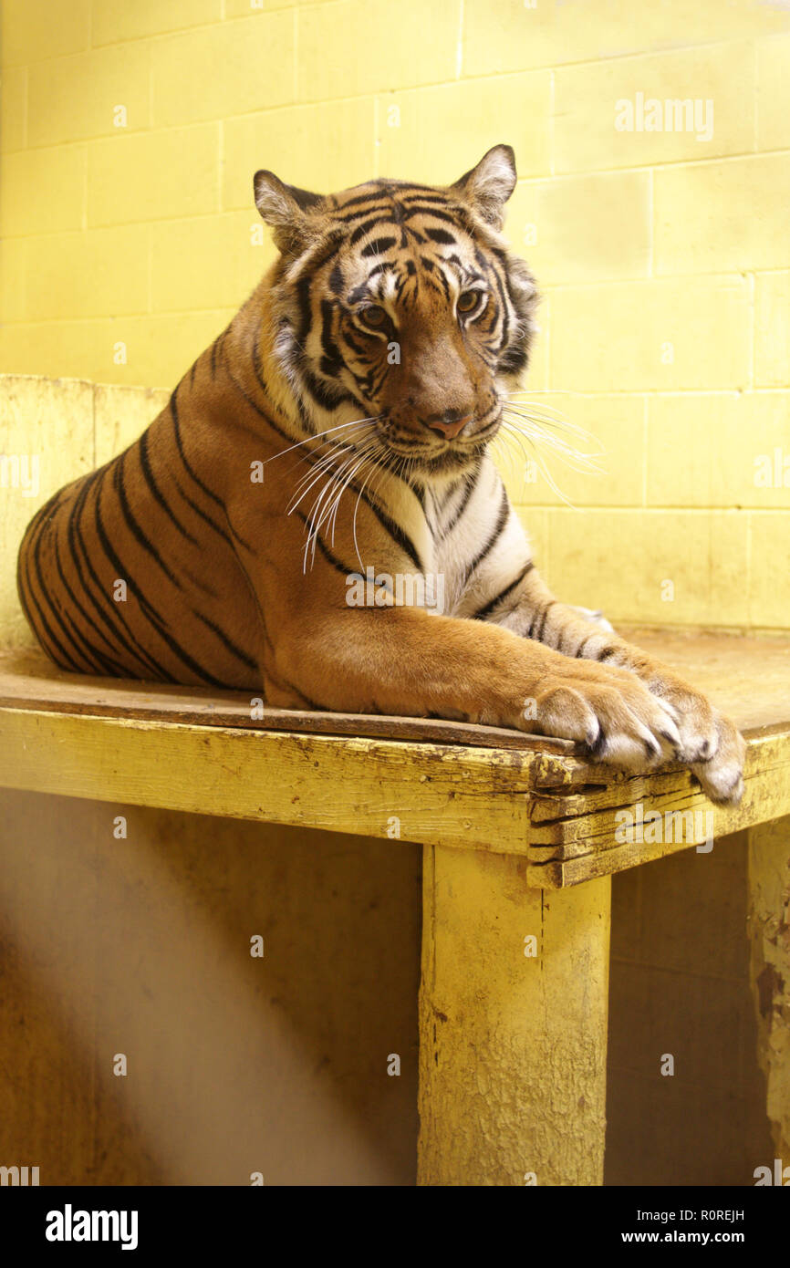 Bengal Tiger at rest Stock Photo - Alamy