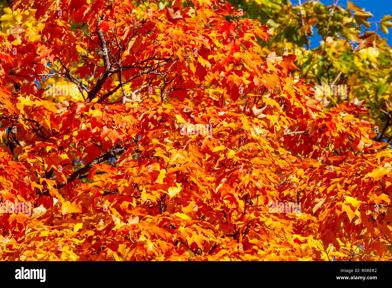Striking Autumn foliage in transition and at their peak in the Adams ...