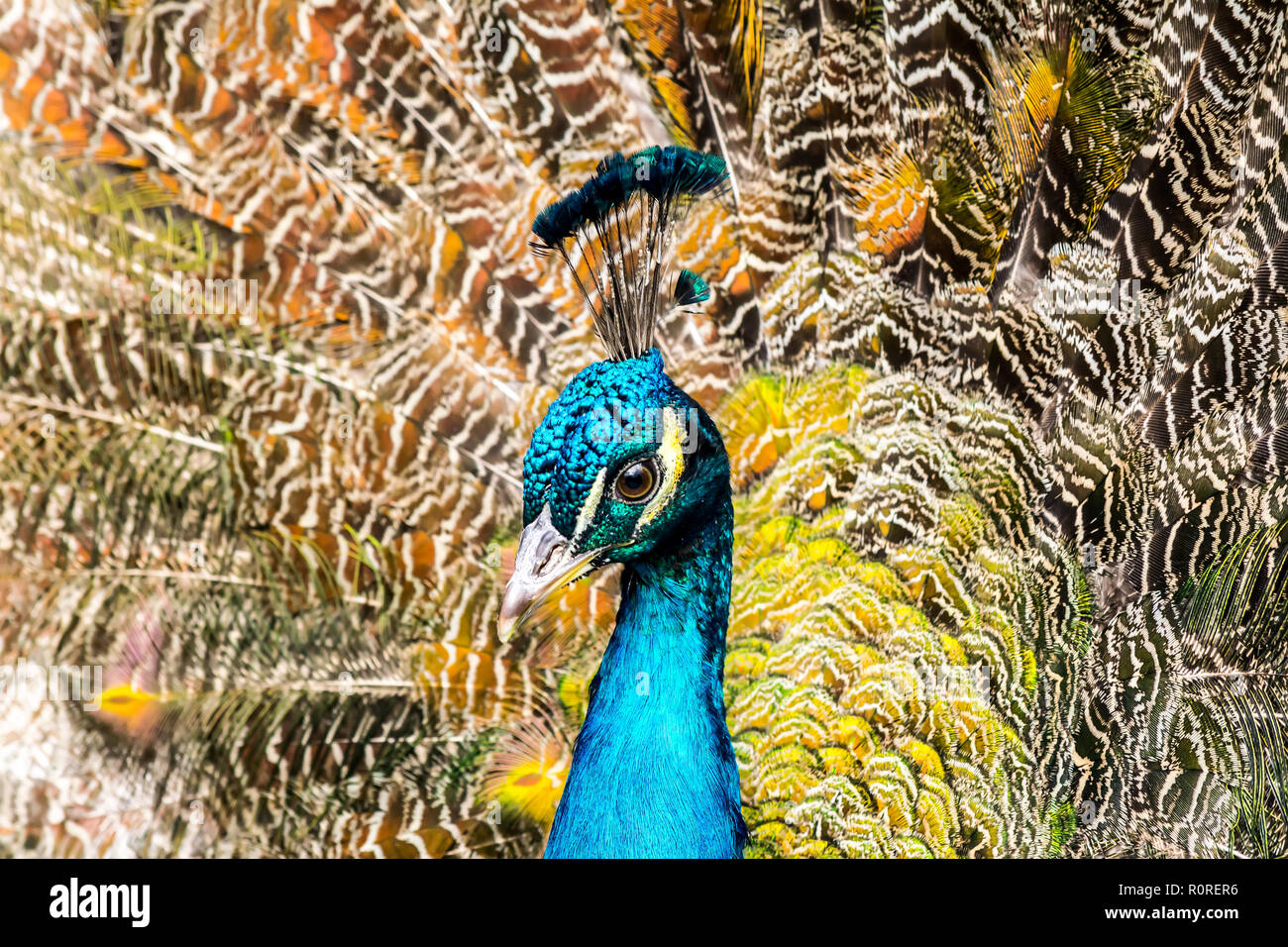 Peacock close-up on the background of fluffy multi-colored tail ...