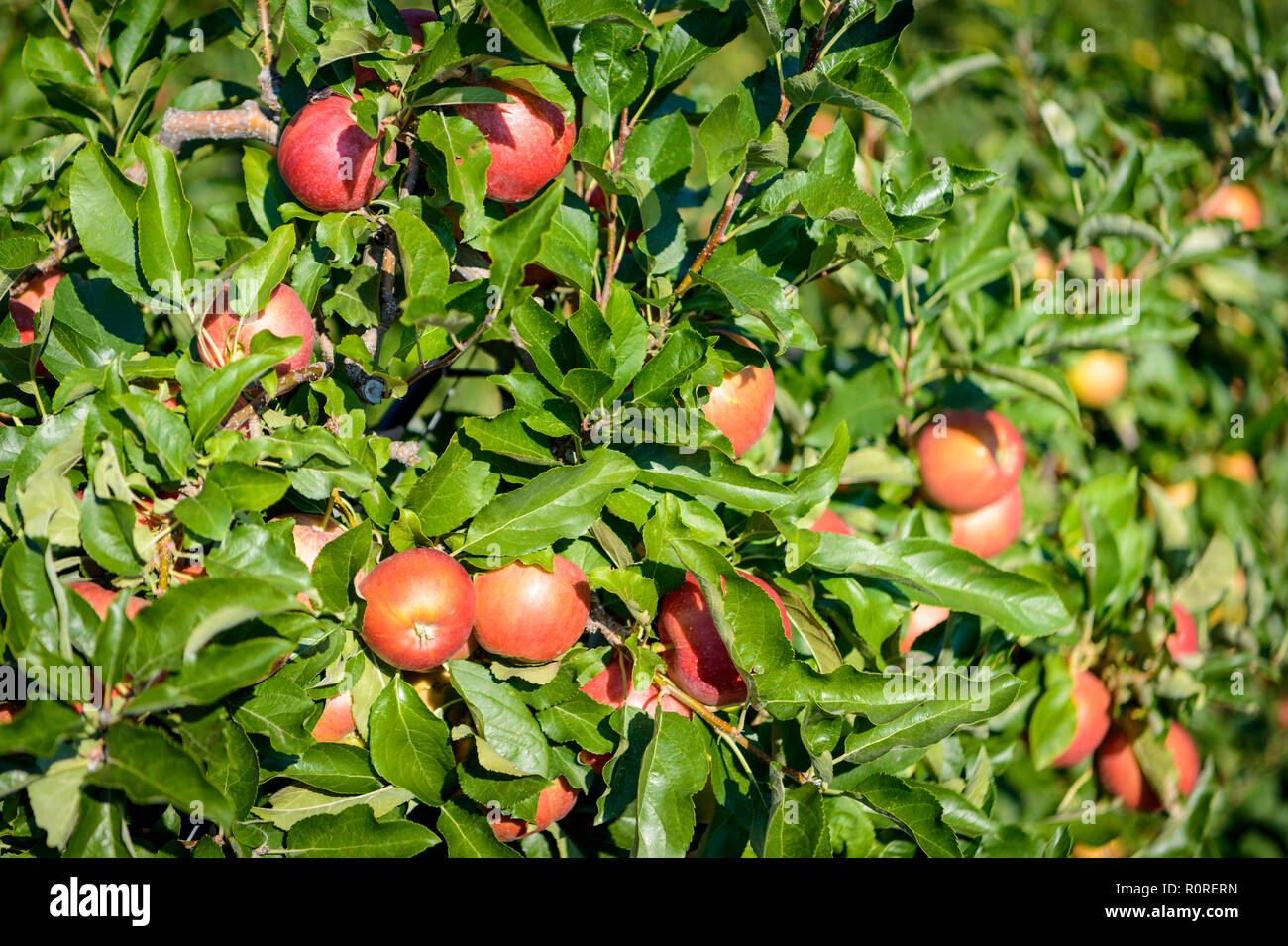 Cultivation of apples in italy hi-res stock photography and images - Alamy