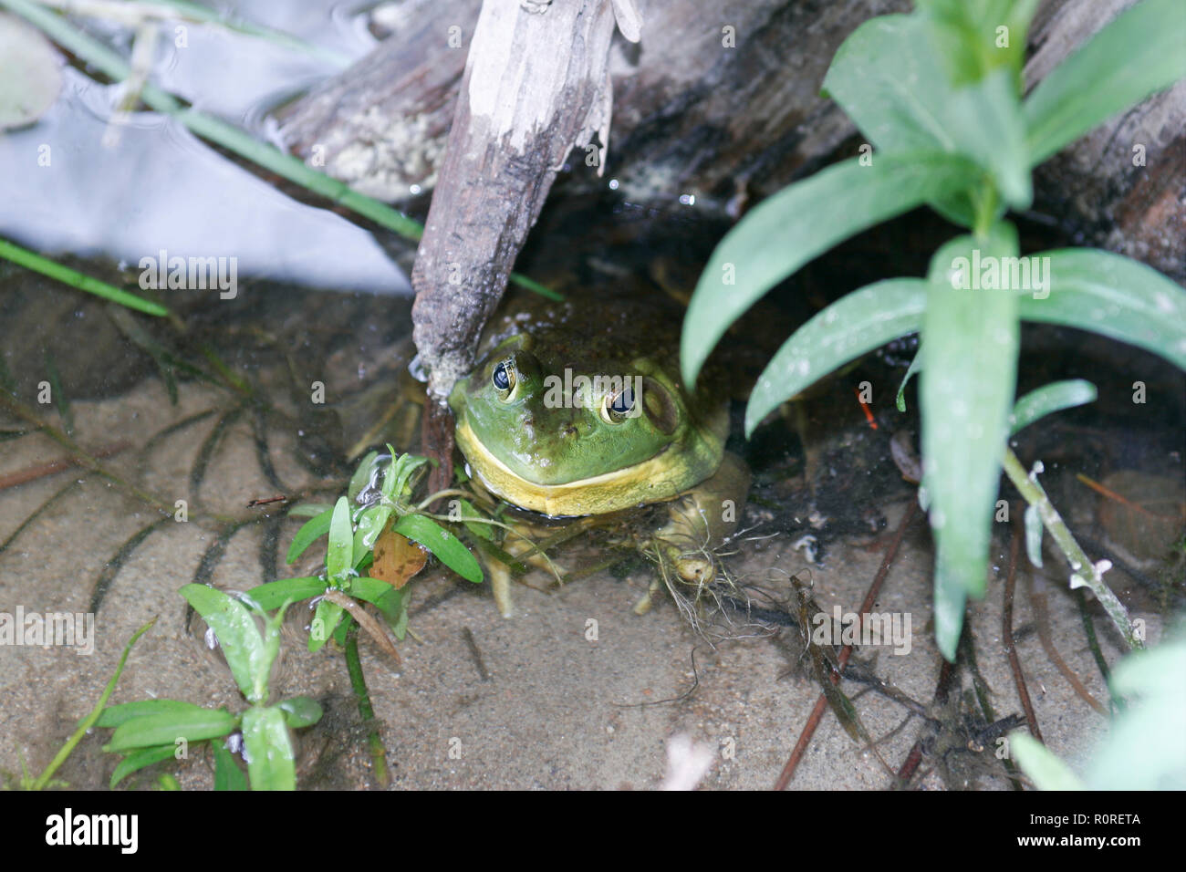 Bull frog croaking hi-res stock photography and images - Alamy