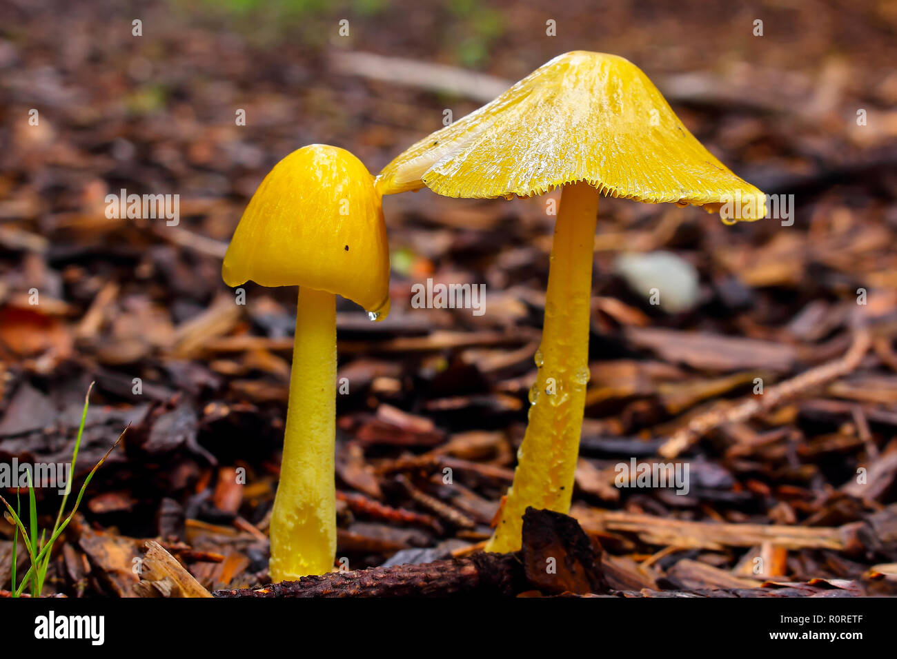 Golden Waxcap (Hygrocybe chlorophana) on forest soil, Murnau, Bavaria ...