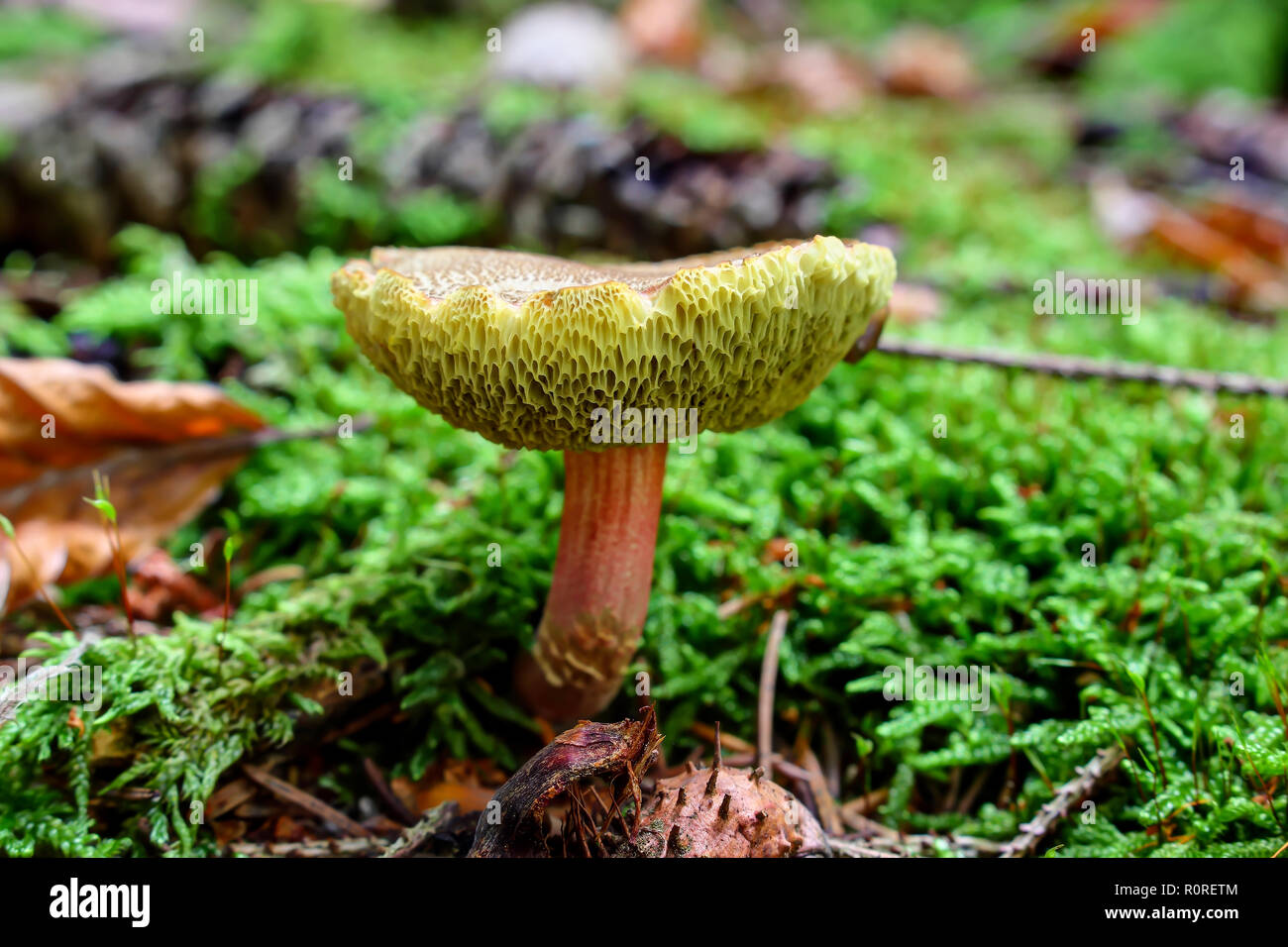 Red Cracking Bolete (Xerocomellus chrysenteron) in moss, Bavaria ...