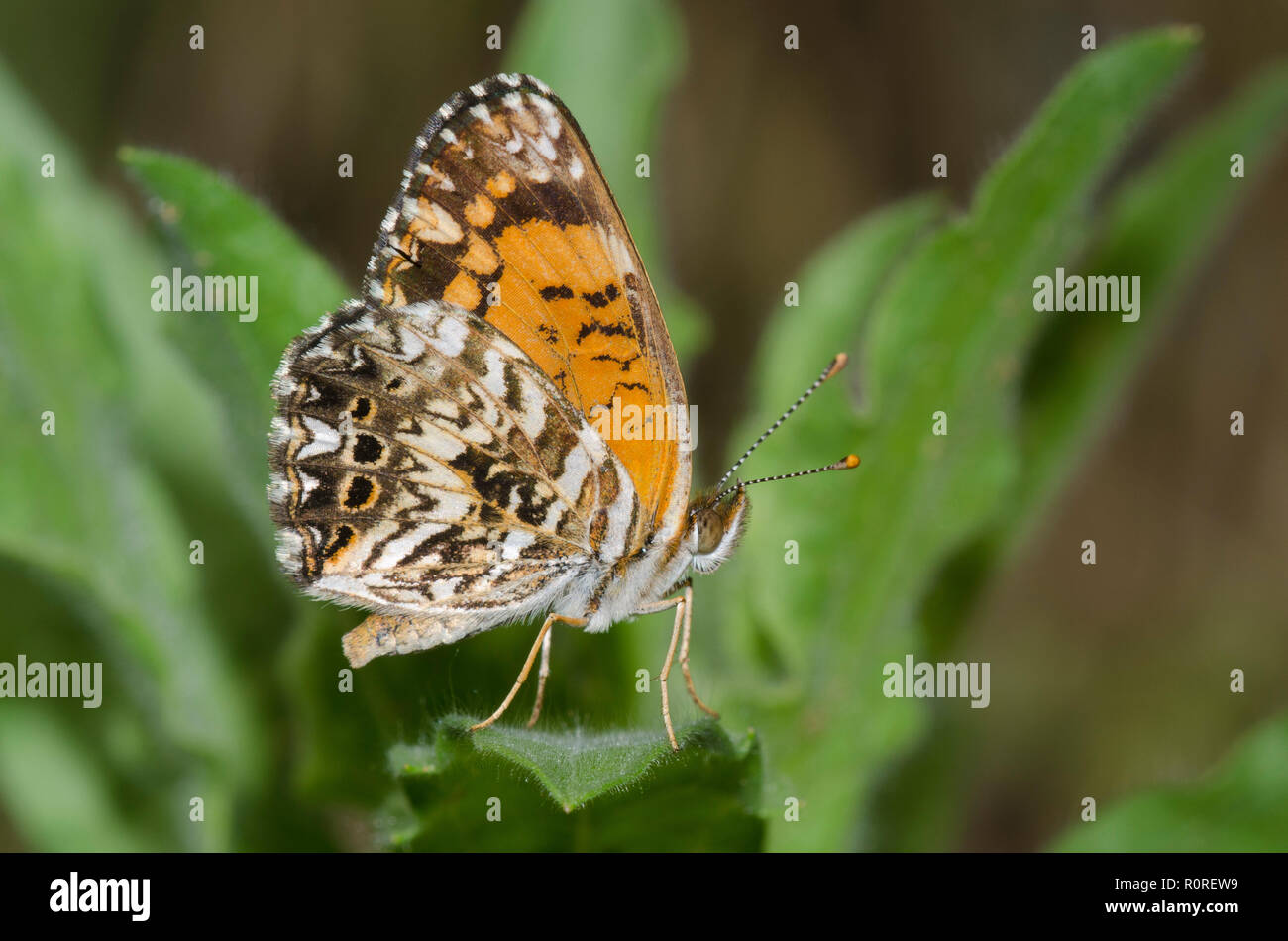 Gorgone Checkerspot, Chlosyne gorgone Stock Photo - Alamy