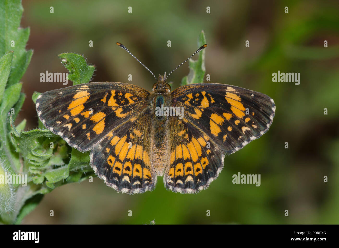 Gorgone Checkerspot, Chlosyne gorgone Stock Photo - Alamy
