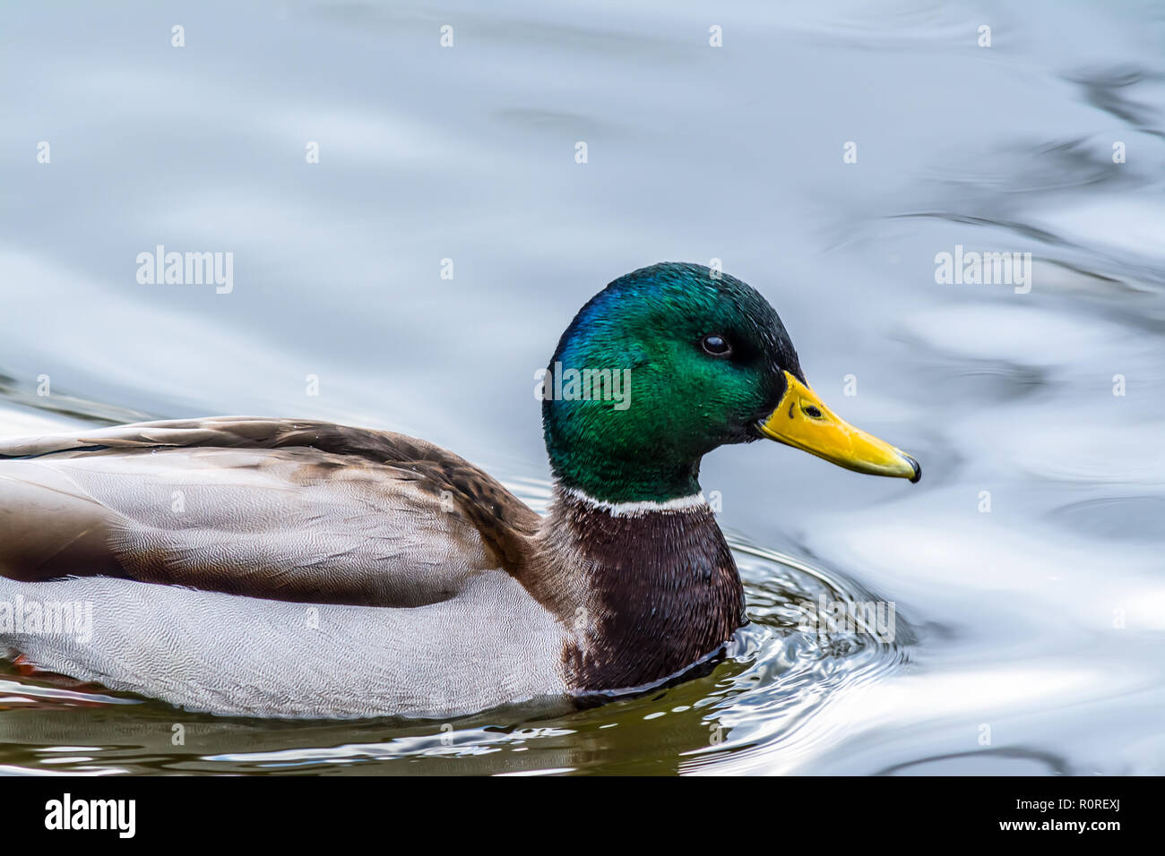 Duck dive pool hi-res stock photography and images - Alamy