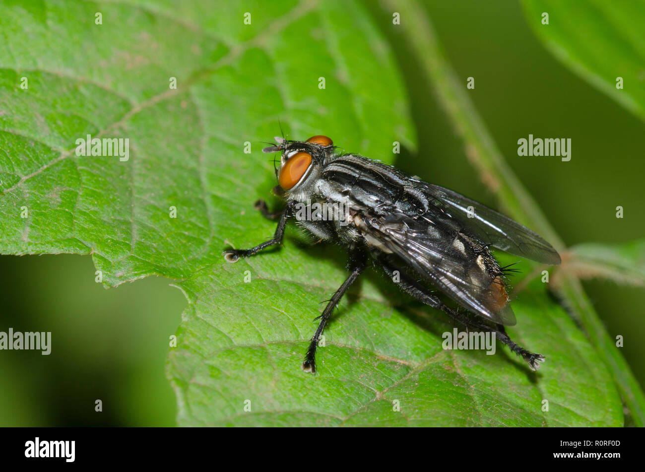 Flesh Fly, Family Sarcophagidae Stock Photo - Alamy