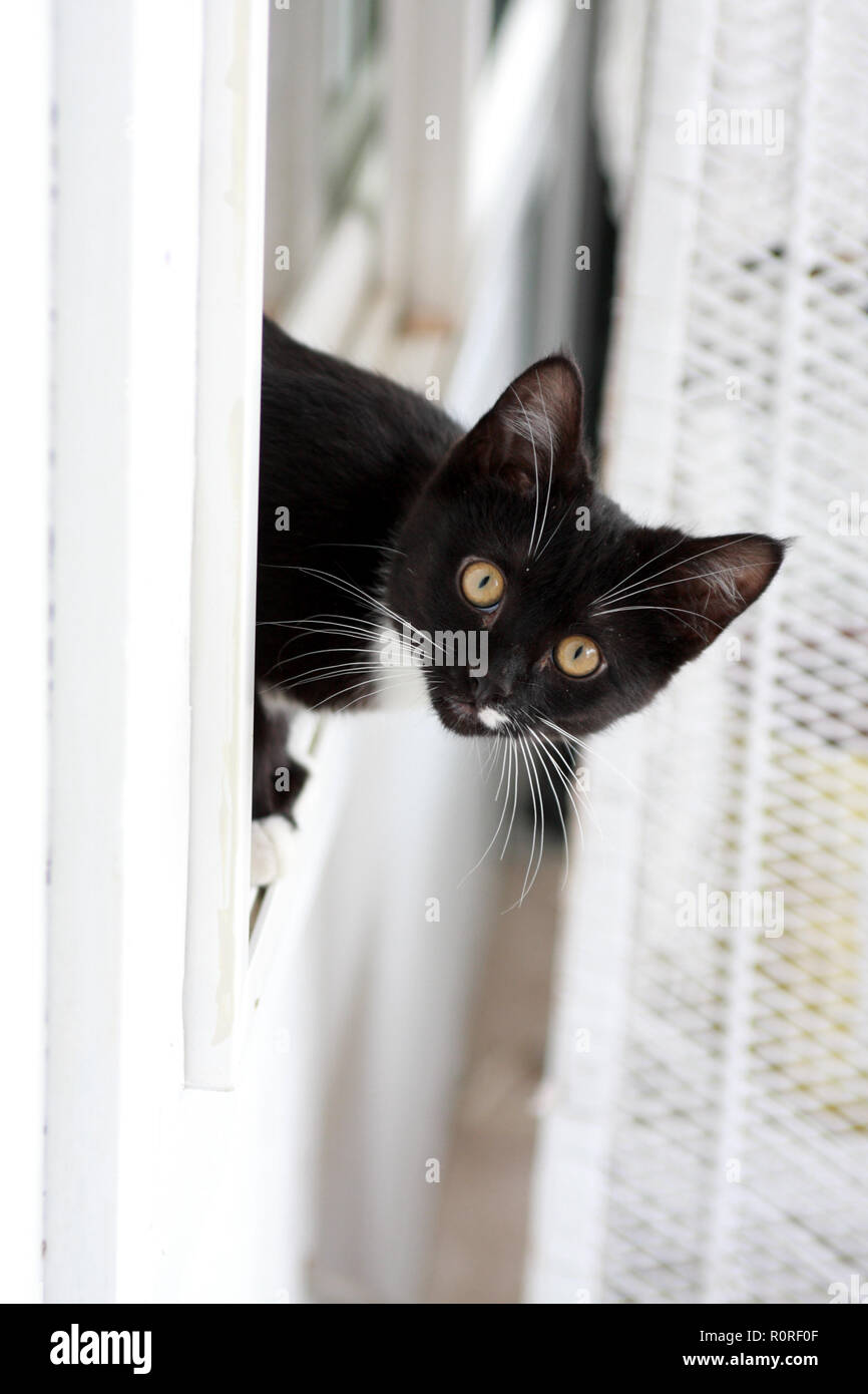 Surprised black cat hi-res stock photography and images - Alamy