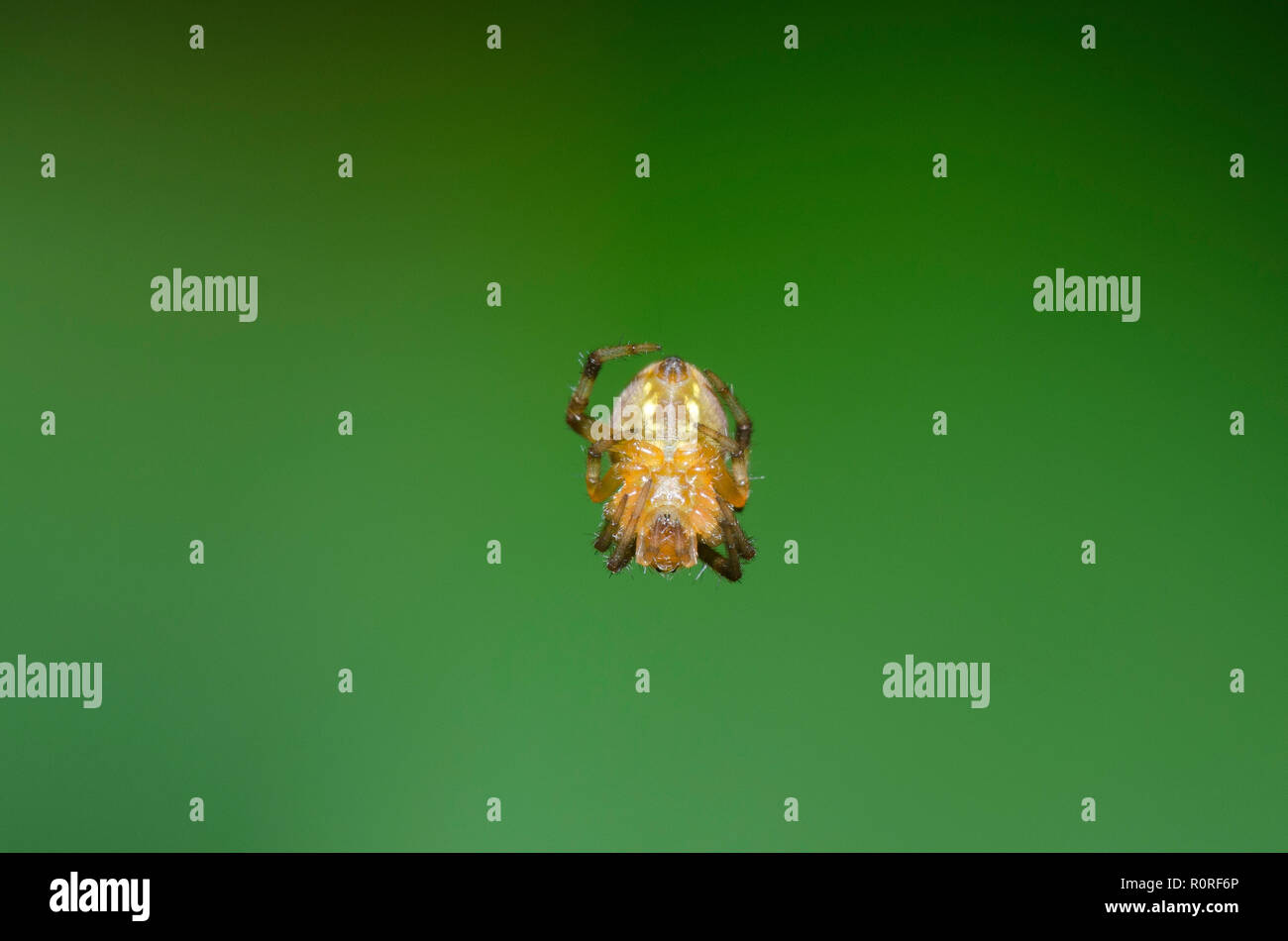 Orb Weaving Spider, Family Araneidae Stock Photo - Alamy