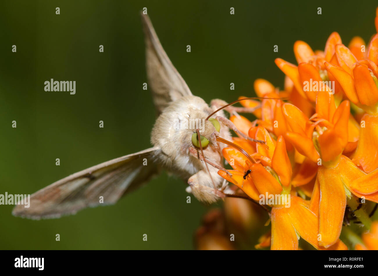Corn Earworm Moth, Helicoverpa zea, on orange milkweed, Asclepias ...