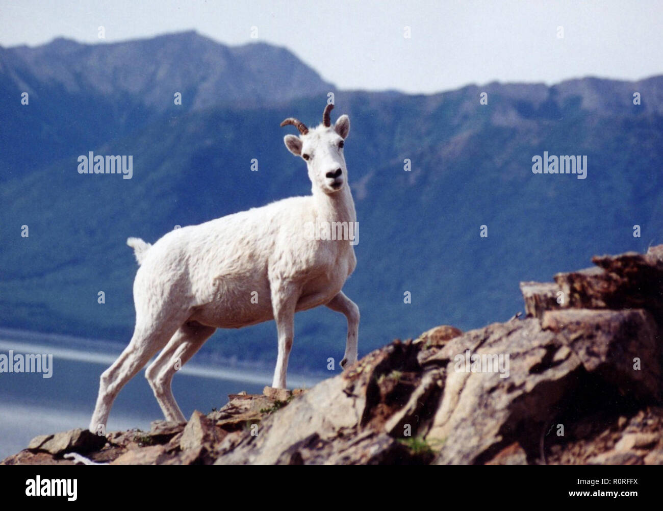 A female Dall Sheep (Ewe), seems surprised to find a human on top of ...