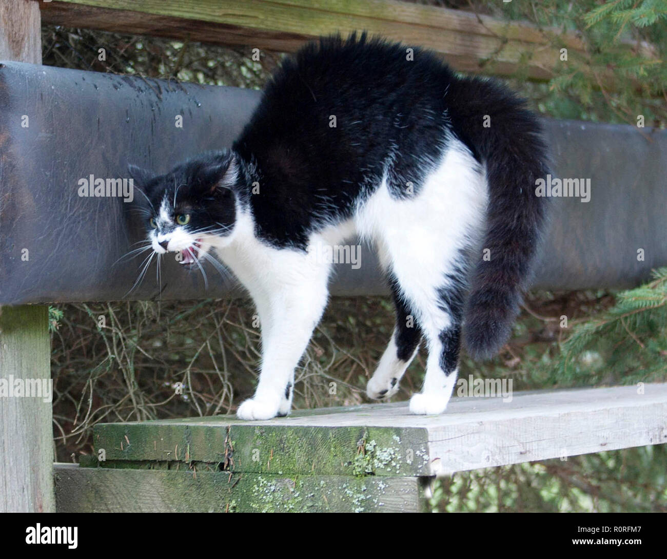Hissing Black Cat High Resolution Stock Photography and Images - Alamy