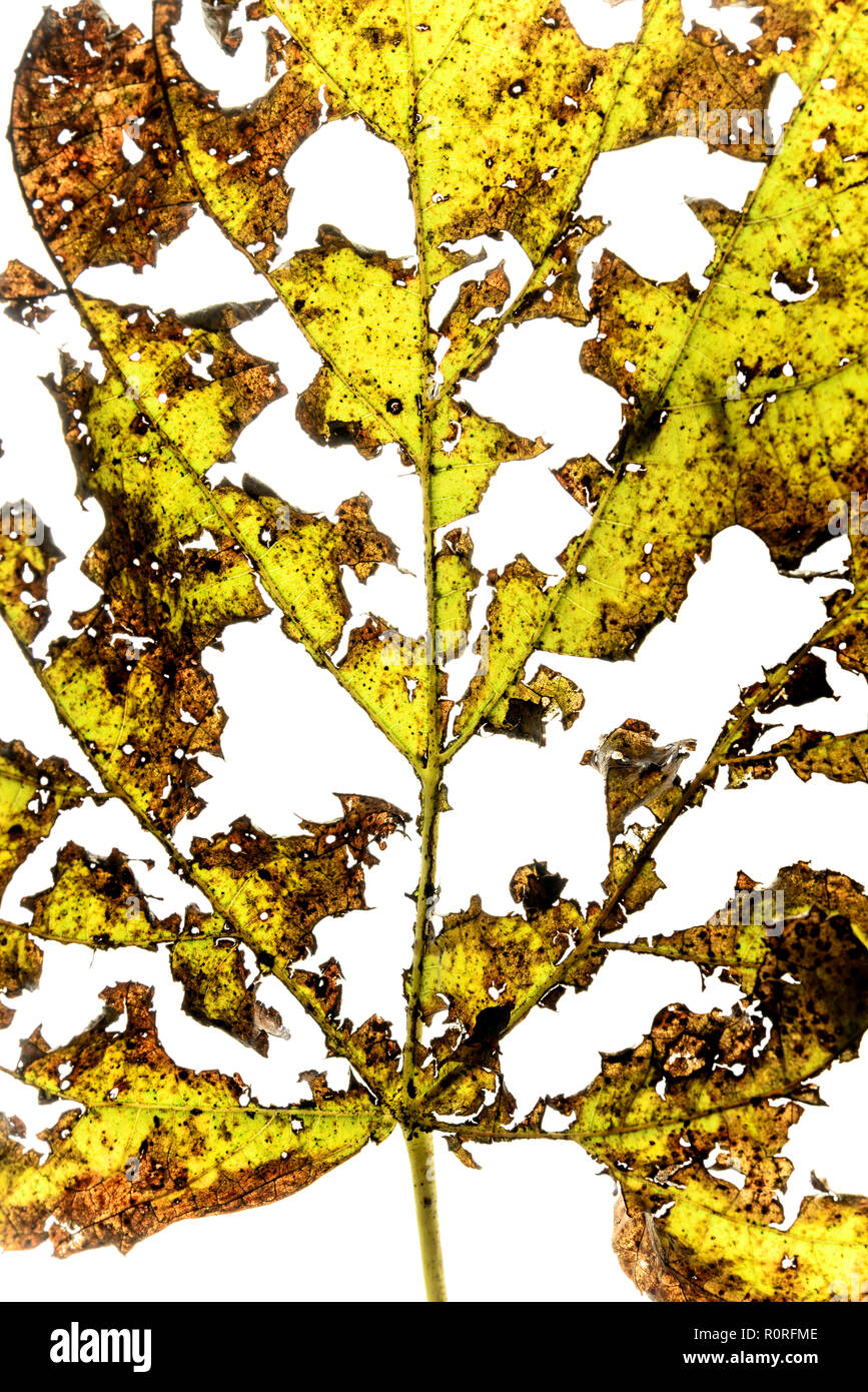 Esthetic leaf hi-res stock photography and images - Alamy