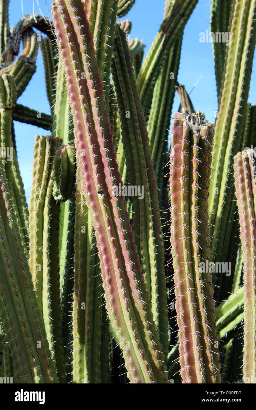 Close up of a Xoconostle Cactus in the desert of Arizona, USA Stock ...