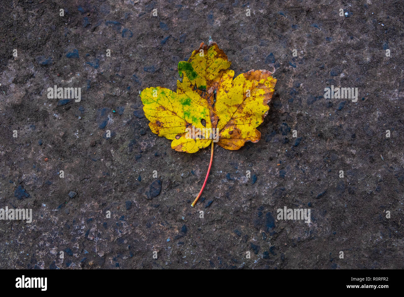 Season of change hi-res stock photography and images - Alamy