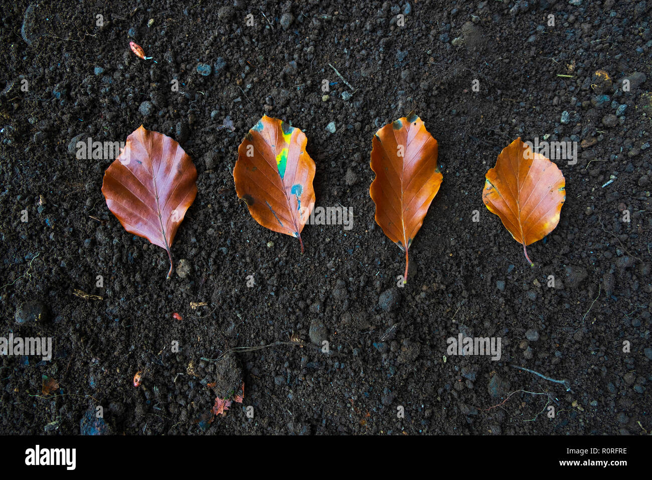 Display of leaves hi-res stock photography and images - Alamy