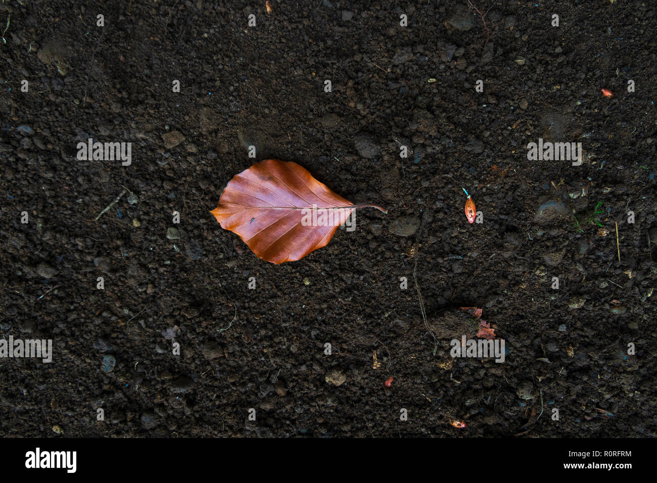 Nature, season of change - fall/Autumn leaves Stock Photo - Alamy