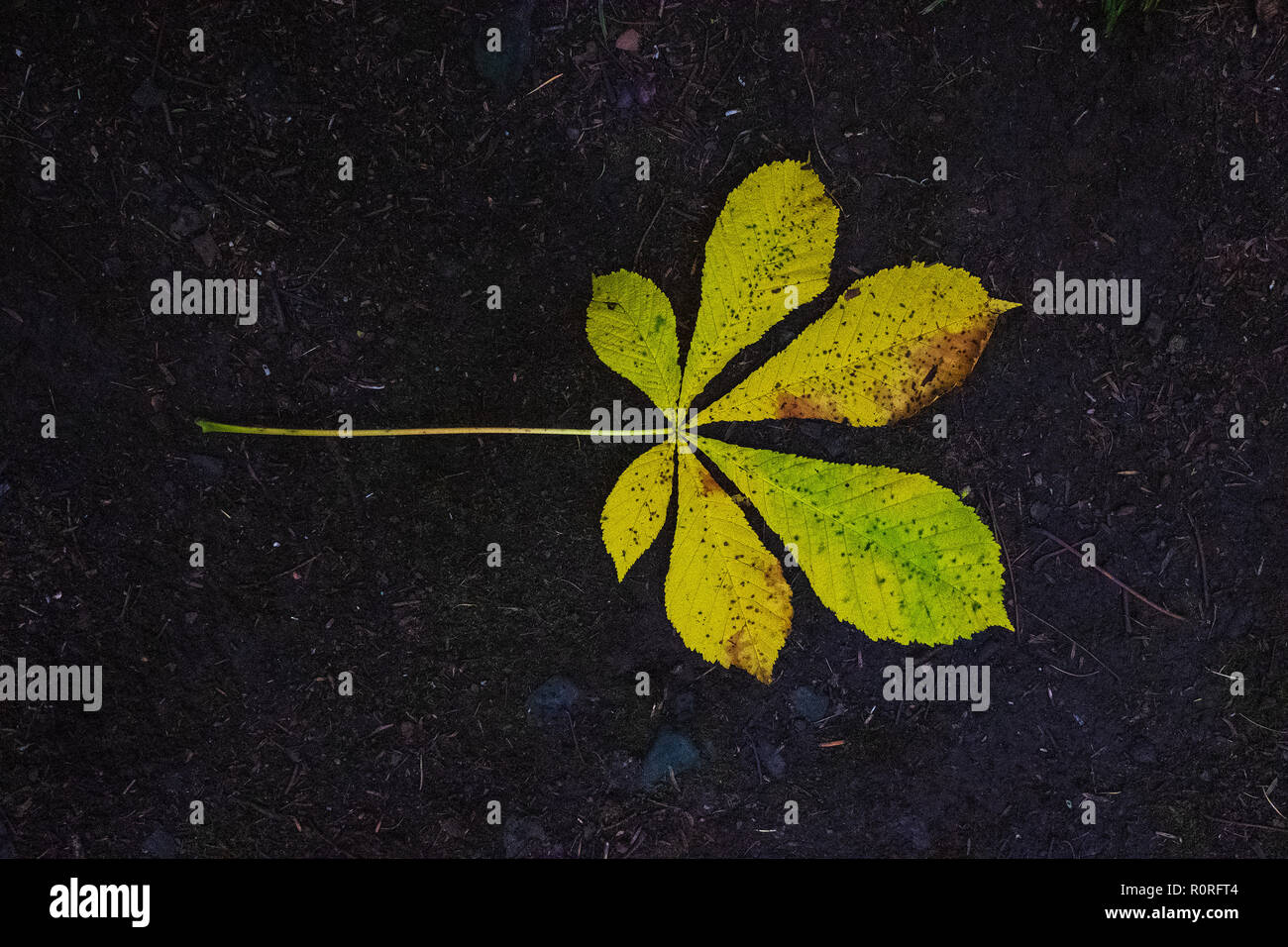 Nature, season of change - fall/Autumn leaves Stock Photo - Alamy