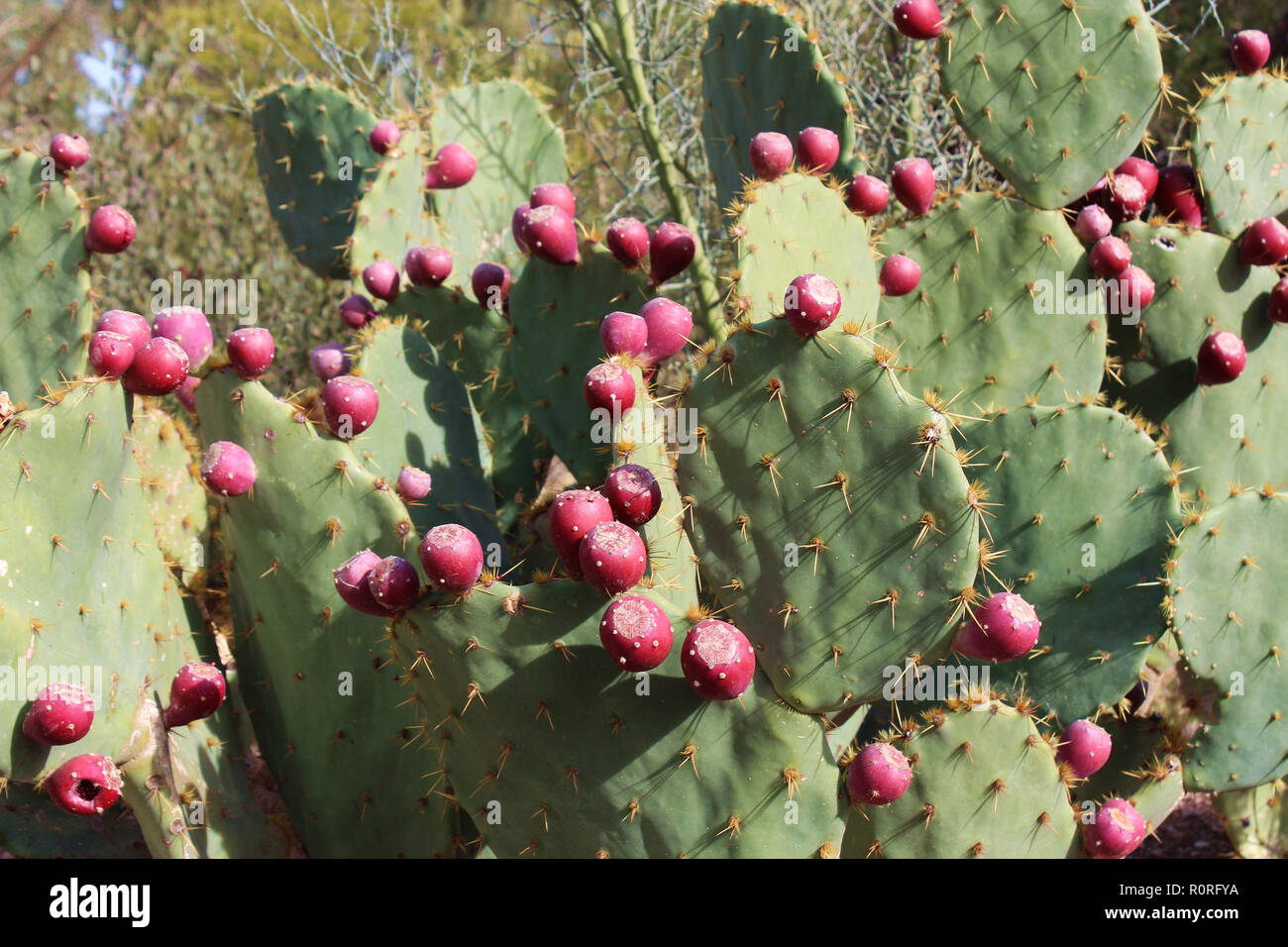 Close up of an Engelmann Prickly Pear Cactus bearing fruit Stock Photo ...