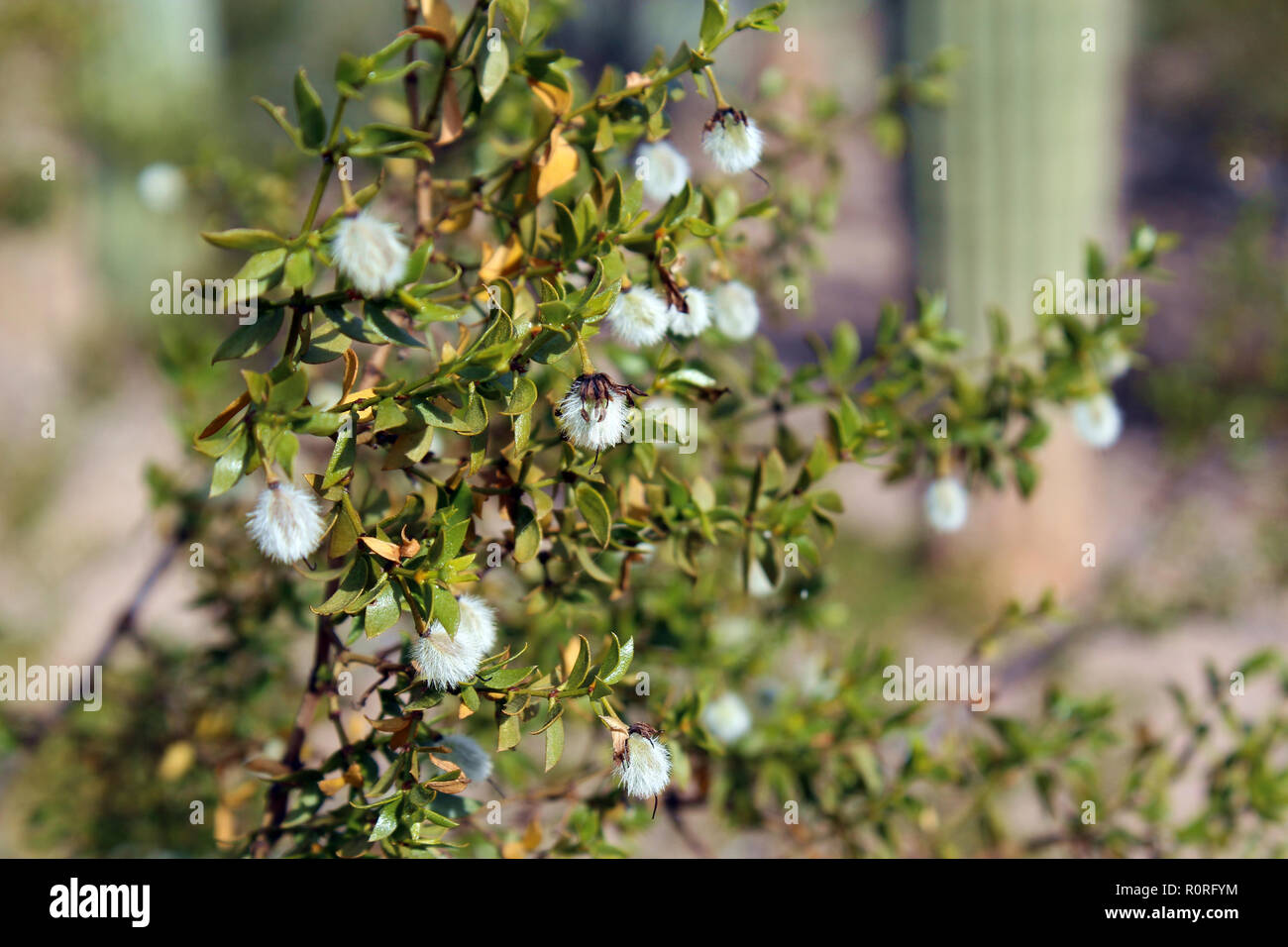 Close up of a shrub with white, wispy seeds in the desert of Arizona ...