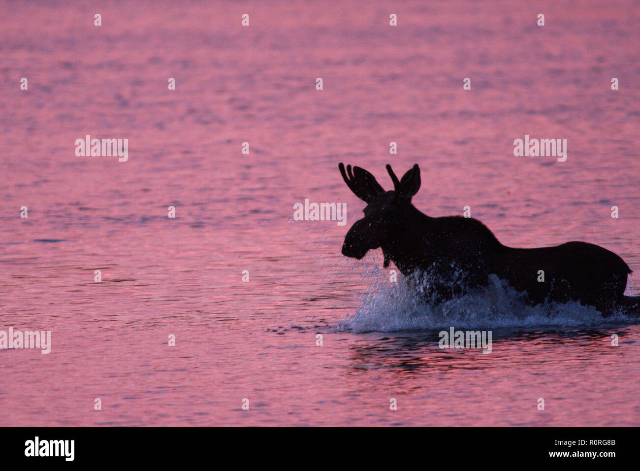 Moose silhouette hi-res stock photography and images - Alamy