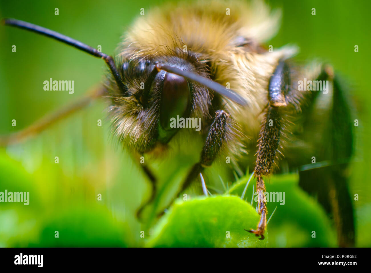 Bombus borealis hi-res stock photography and images - Alamy
