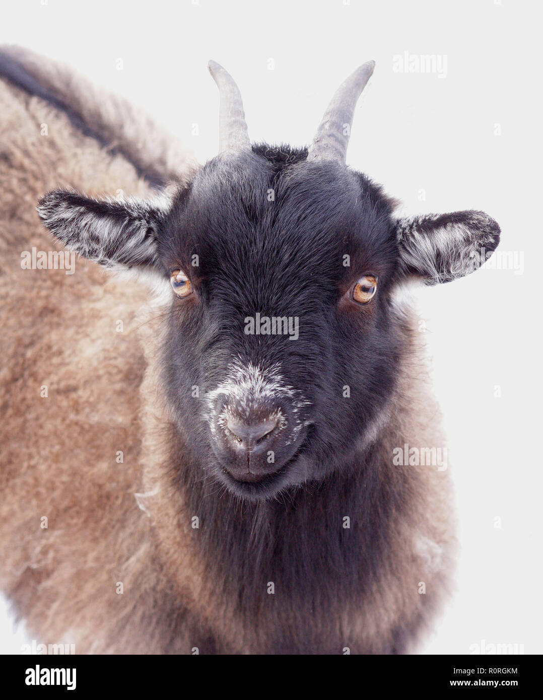 Pygmy Goat Portrait Stock Photo - Alamy