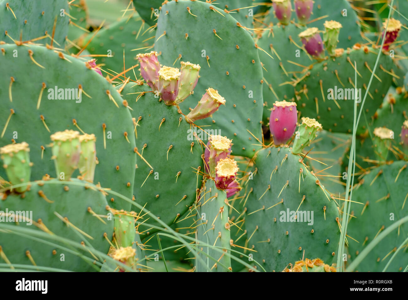 Brown spined prickly pear green desert cactus Stock Photo - Alamy