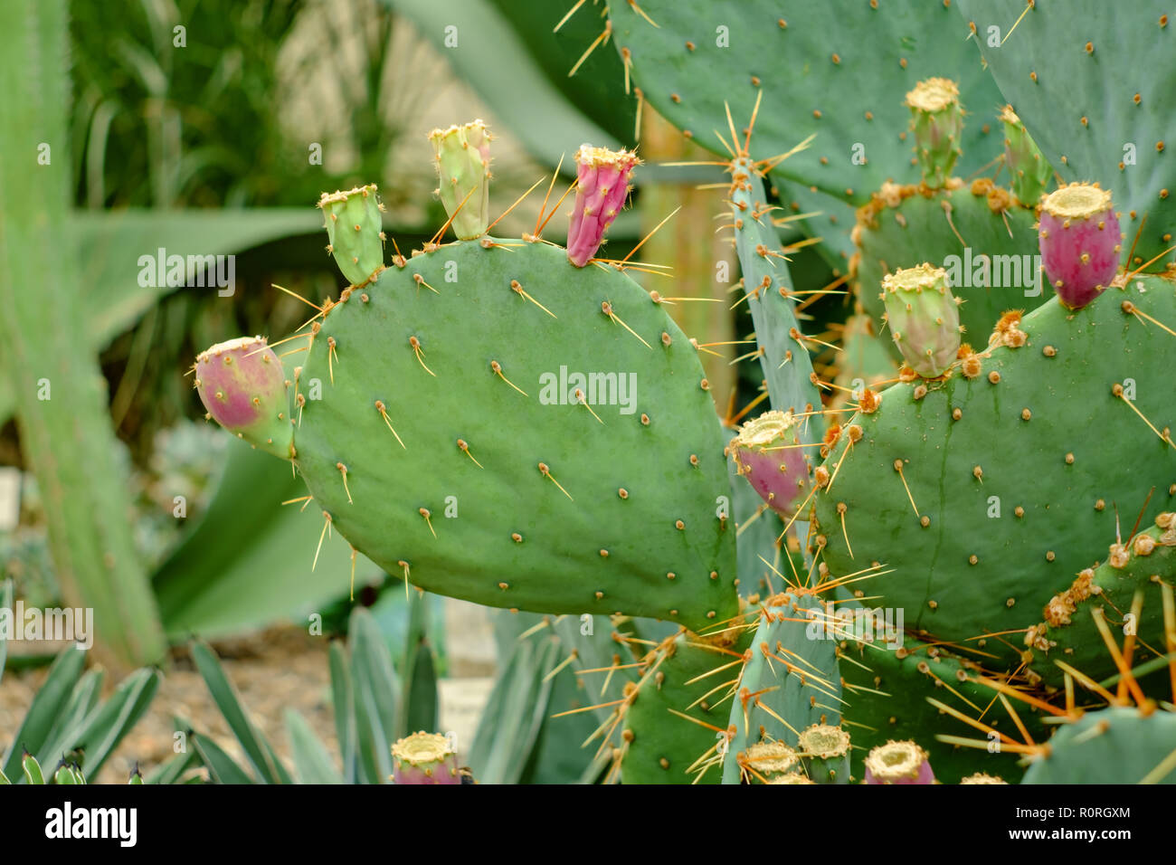 Brown spined prickly pear green desert cactus Stock Photo - Alamy