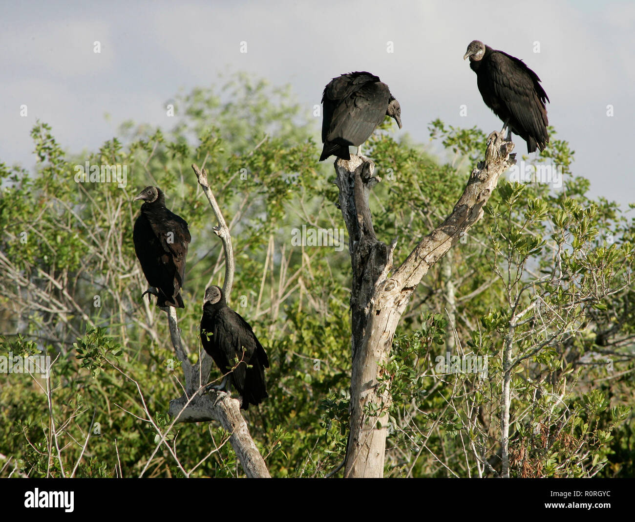 A group of Black Vultures in a tree in a remote South Florida location ...
