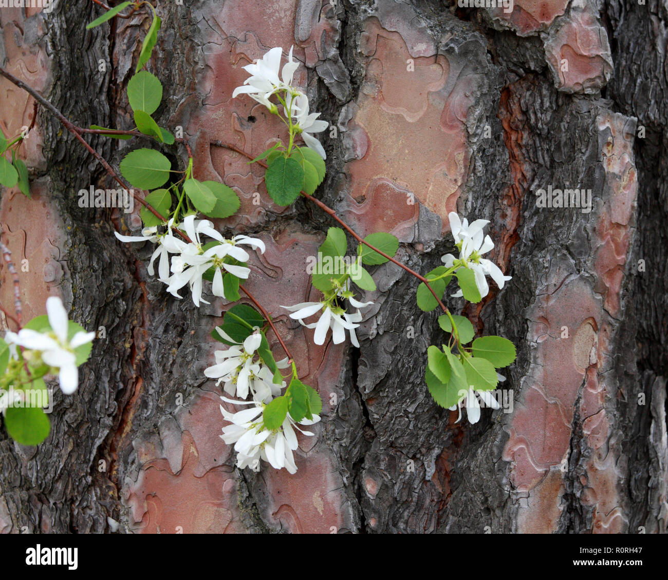 Serviceberry tree hi-res stock photography and images - Alamy