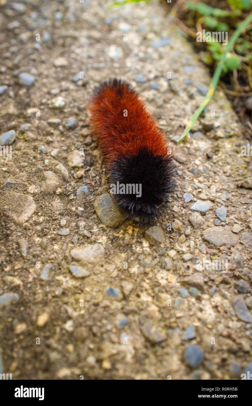 The banded woolly bear caterpillar hi-res stock photography and images ...