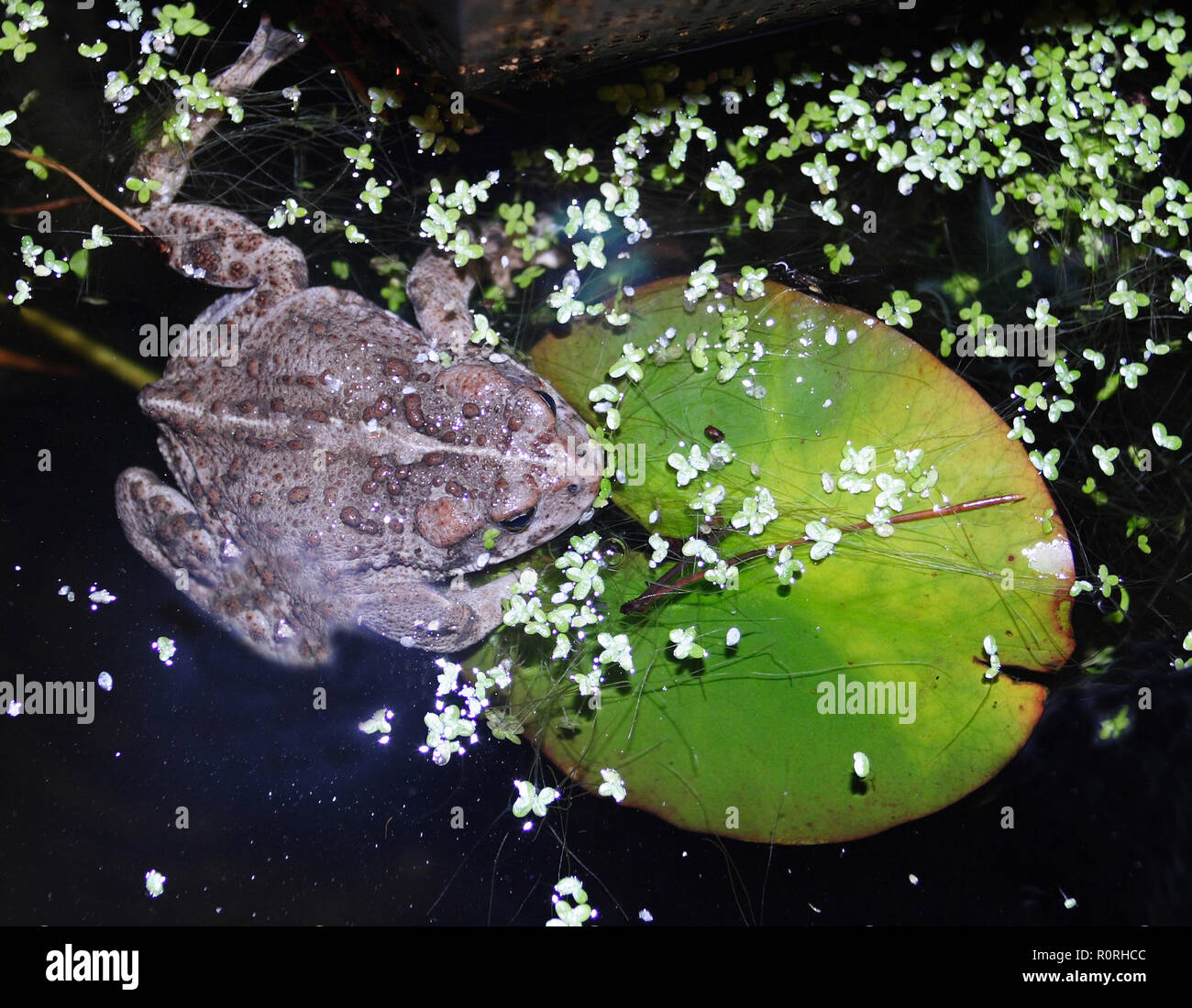 American white water lily hi-res stock photography and images - Alamy